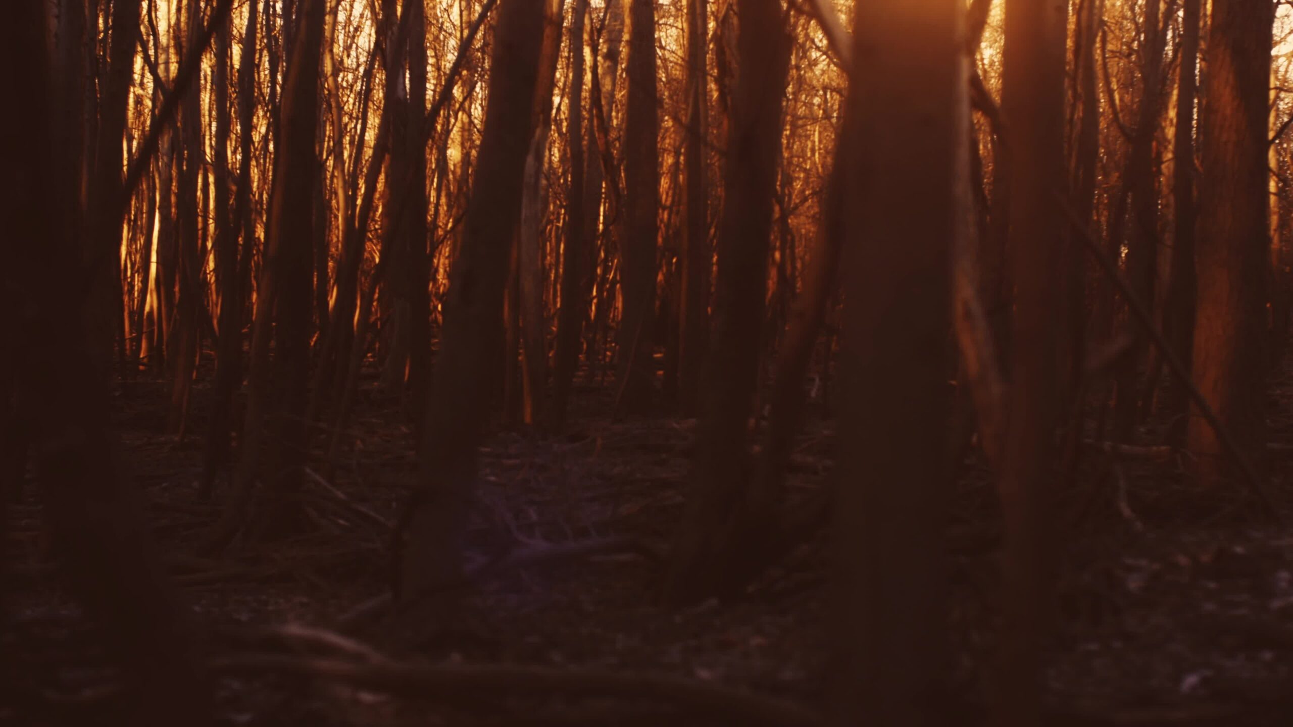 Nature Aerial Motion Backgrounds - Story Loop