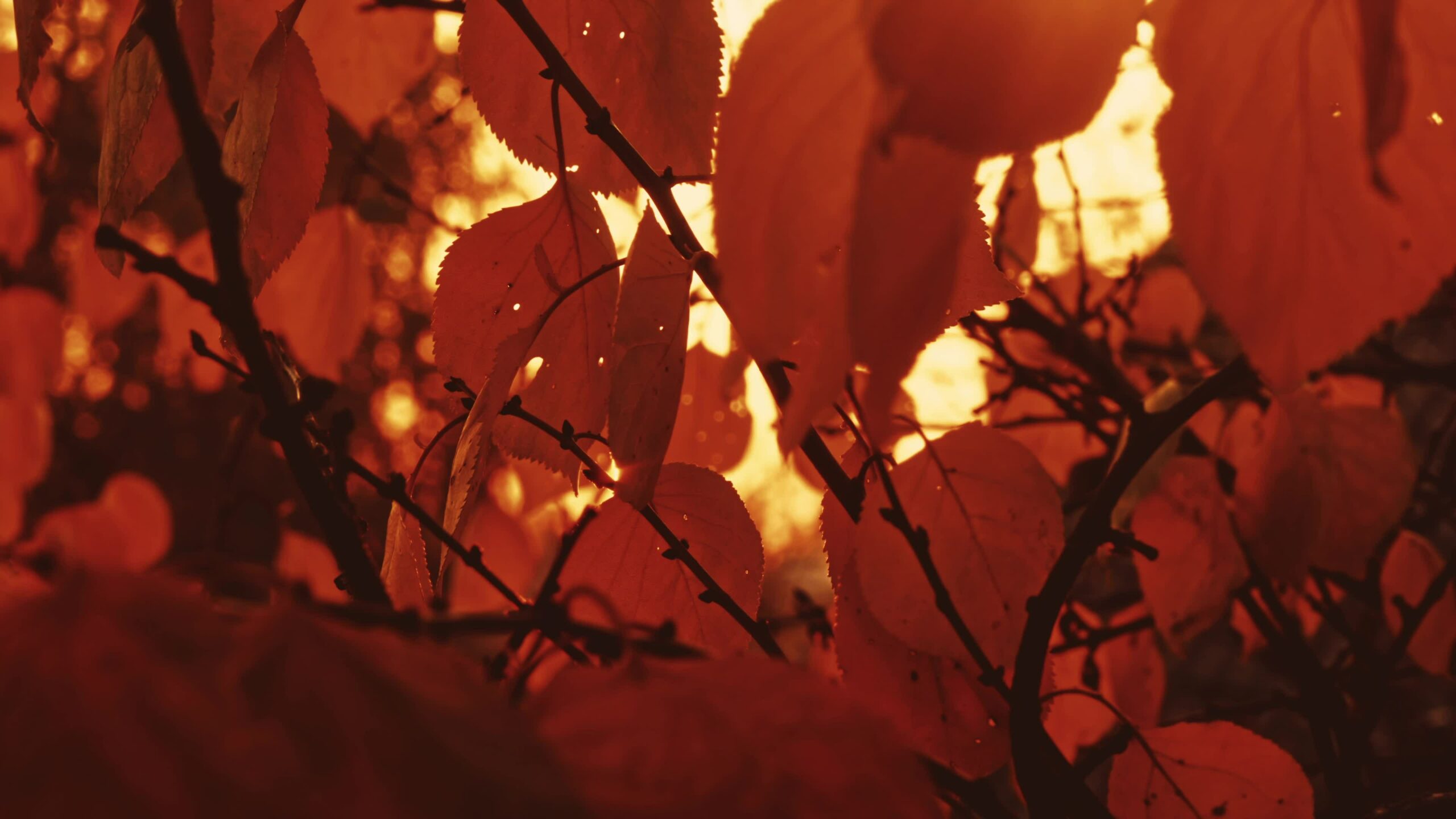 Nature Aerial Motion Backgrounds - Story Loop