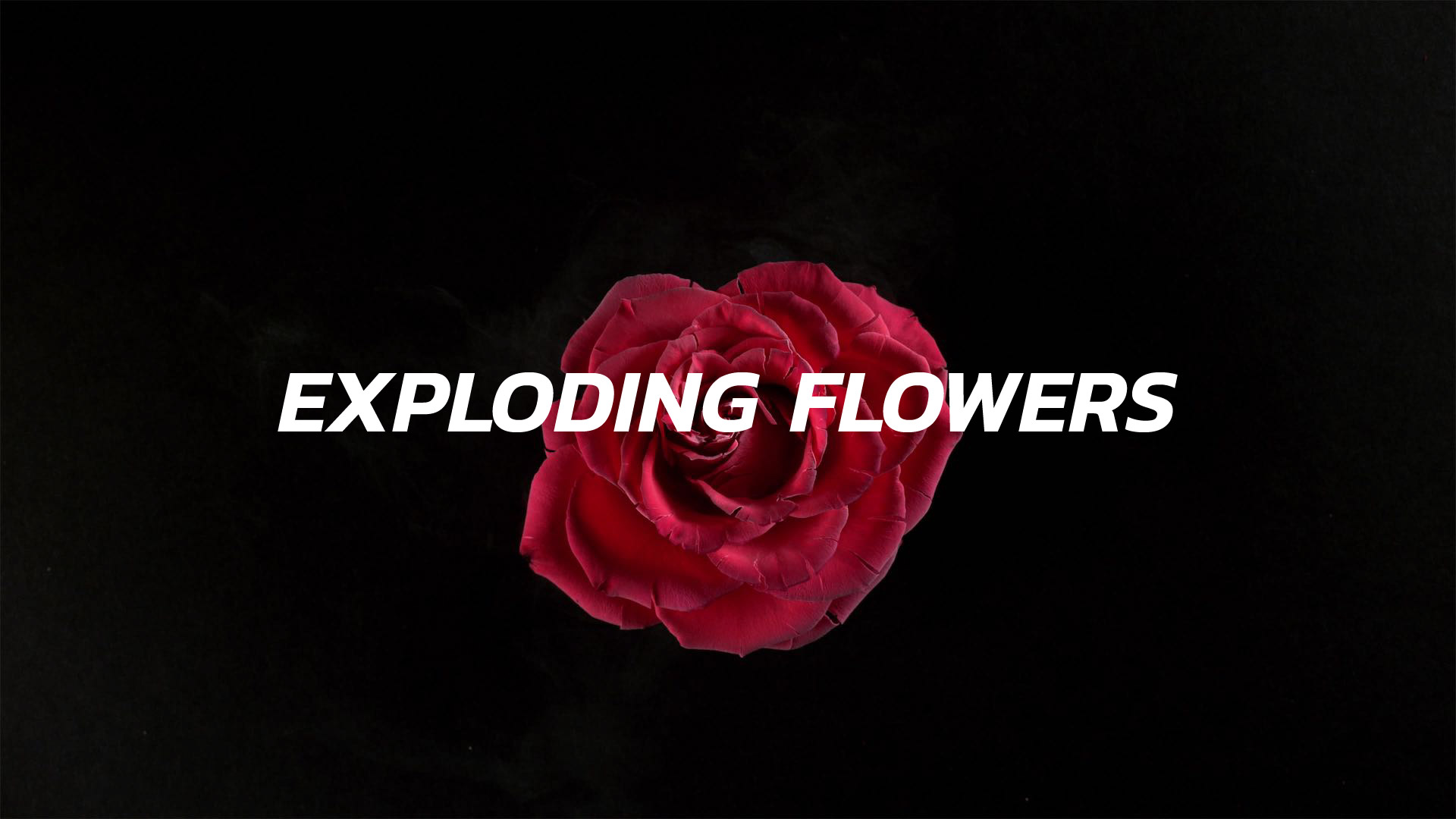 Exploding Flowers, Stock Footage Resources | Story Loop