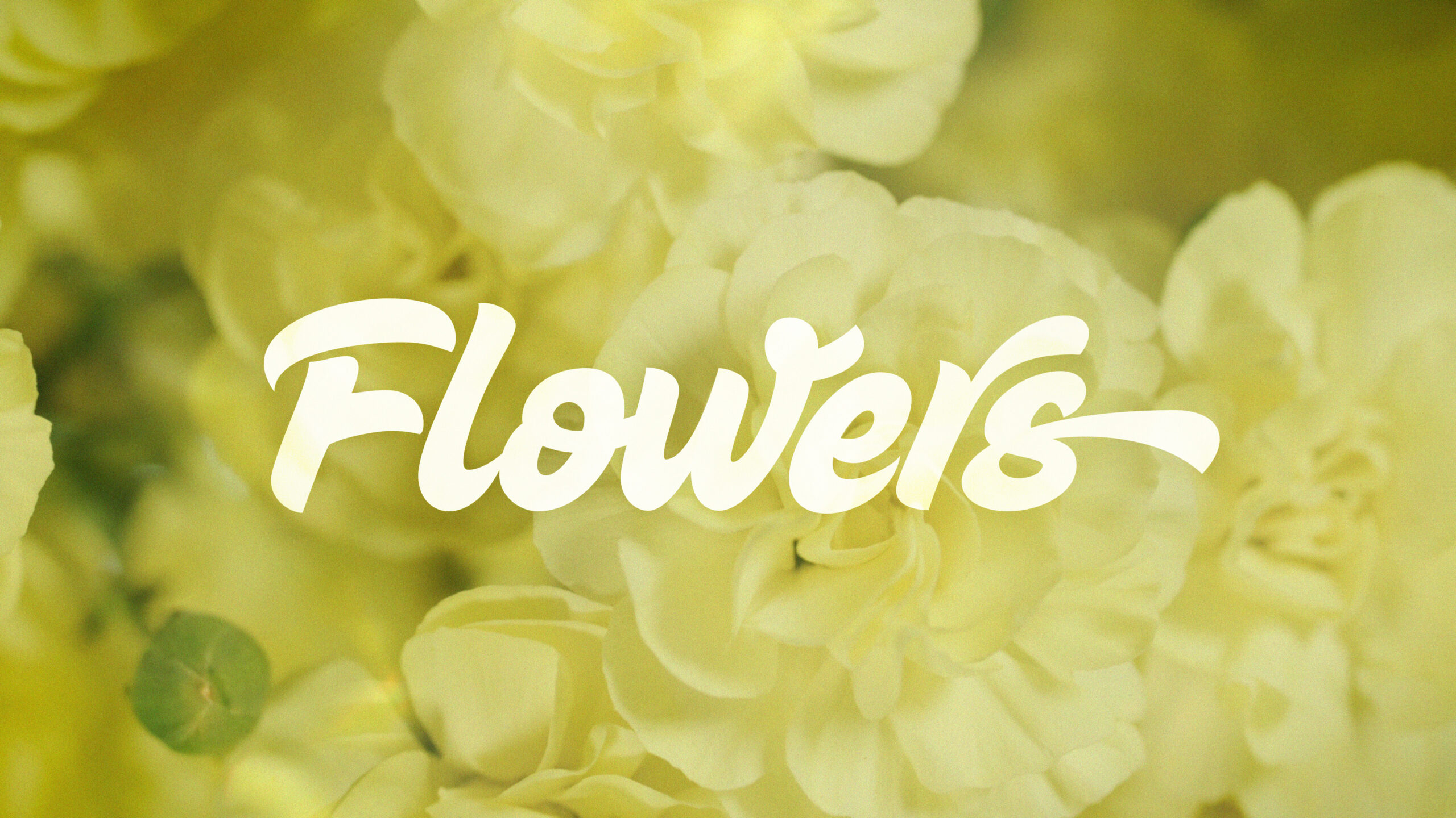 Flowers - Worship Backgrounds Stock Footage