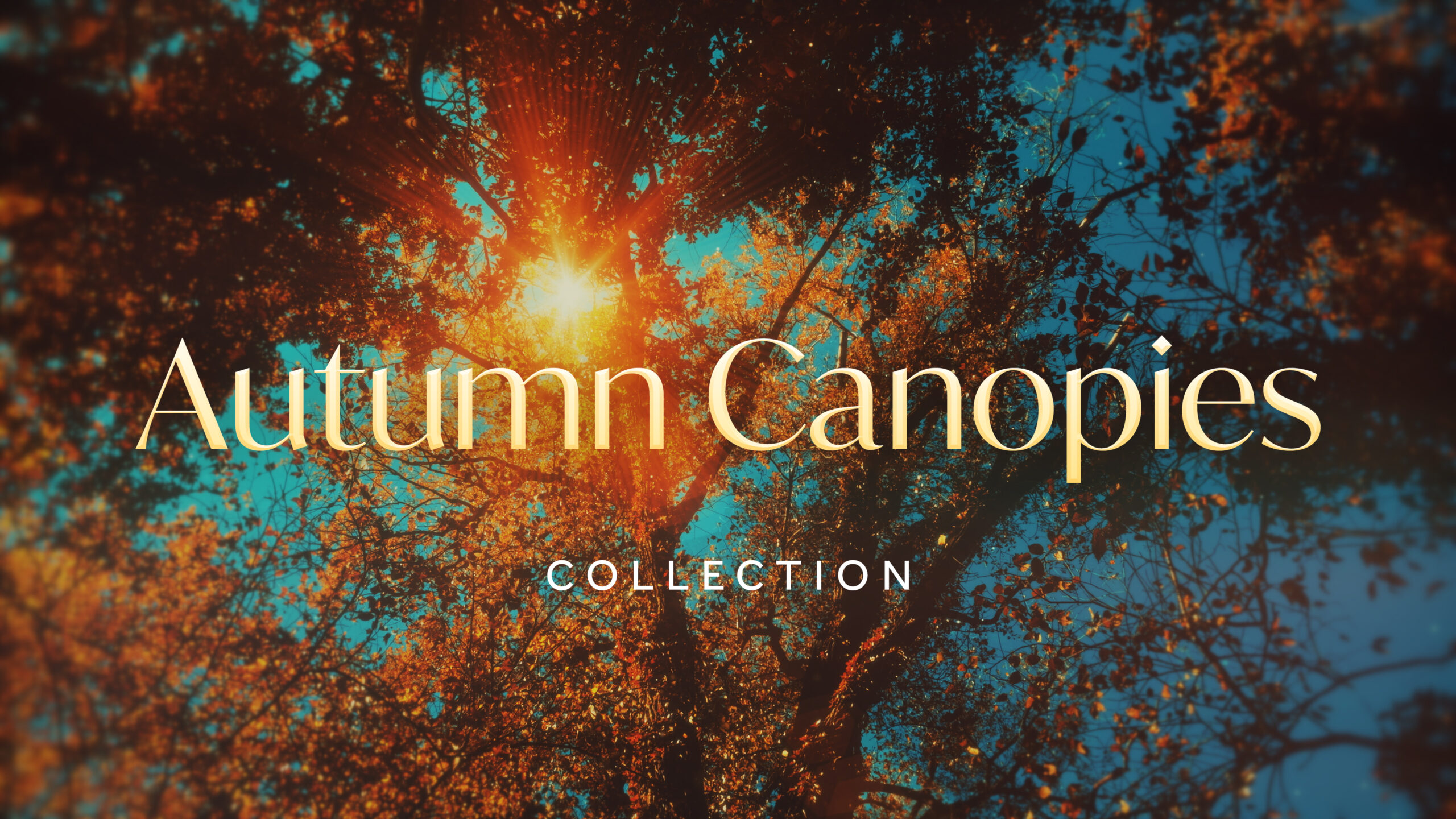 Autumn Canopies - Story Loop