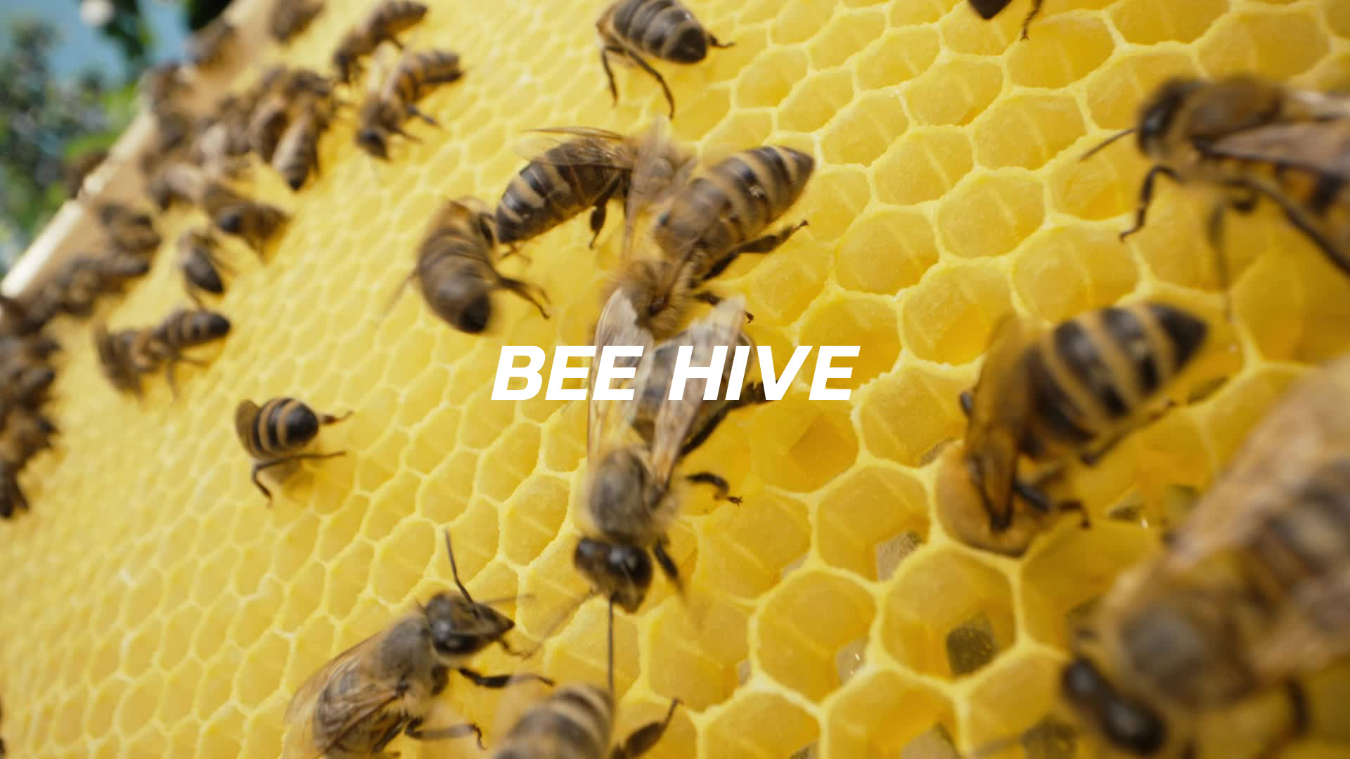 Bee Hive | Stock Footage Collection - Story Loop