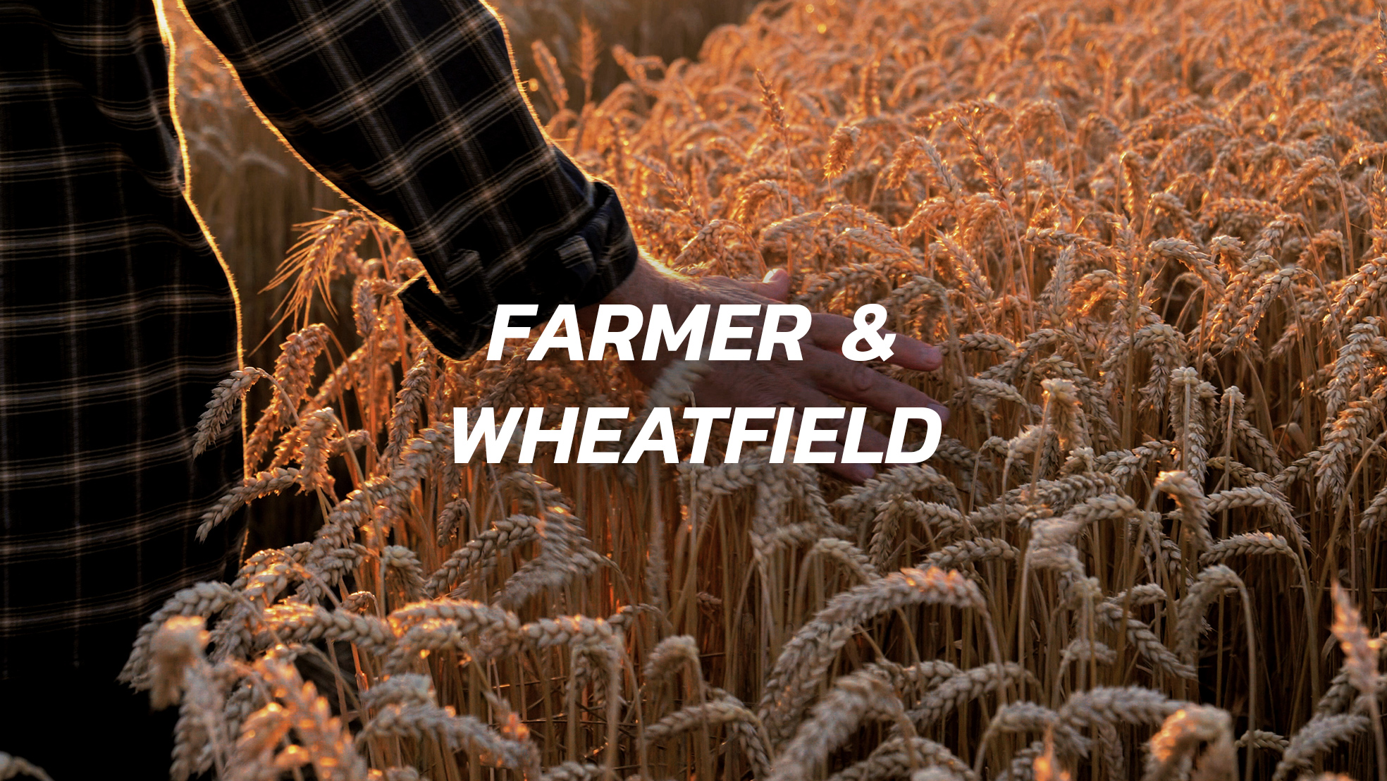 Farmer and Wheat Field, Stock Footage