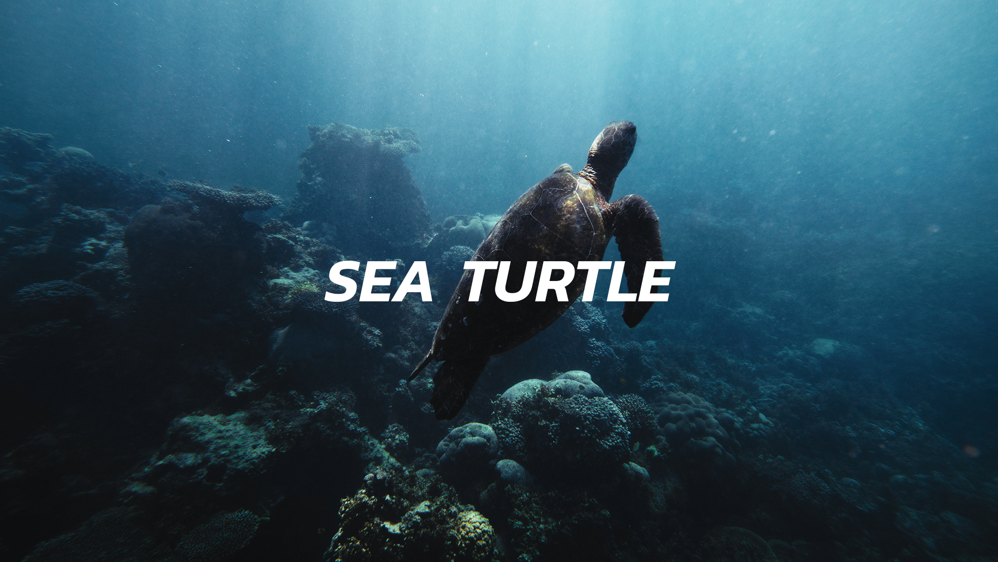 Sea Turtle | Stock Footage