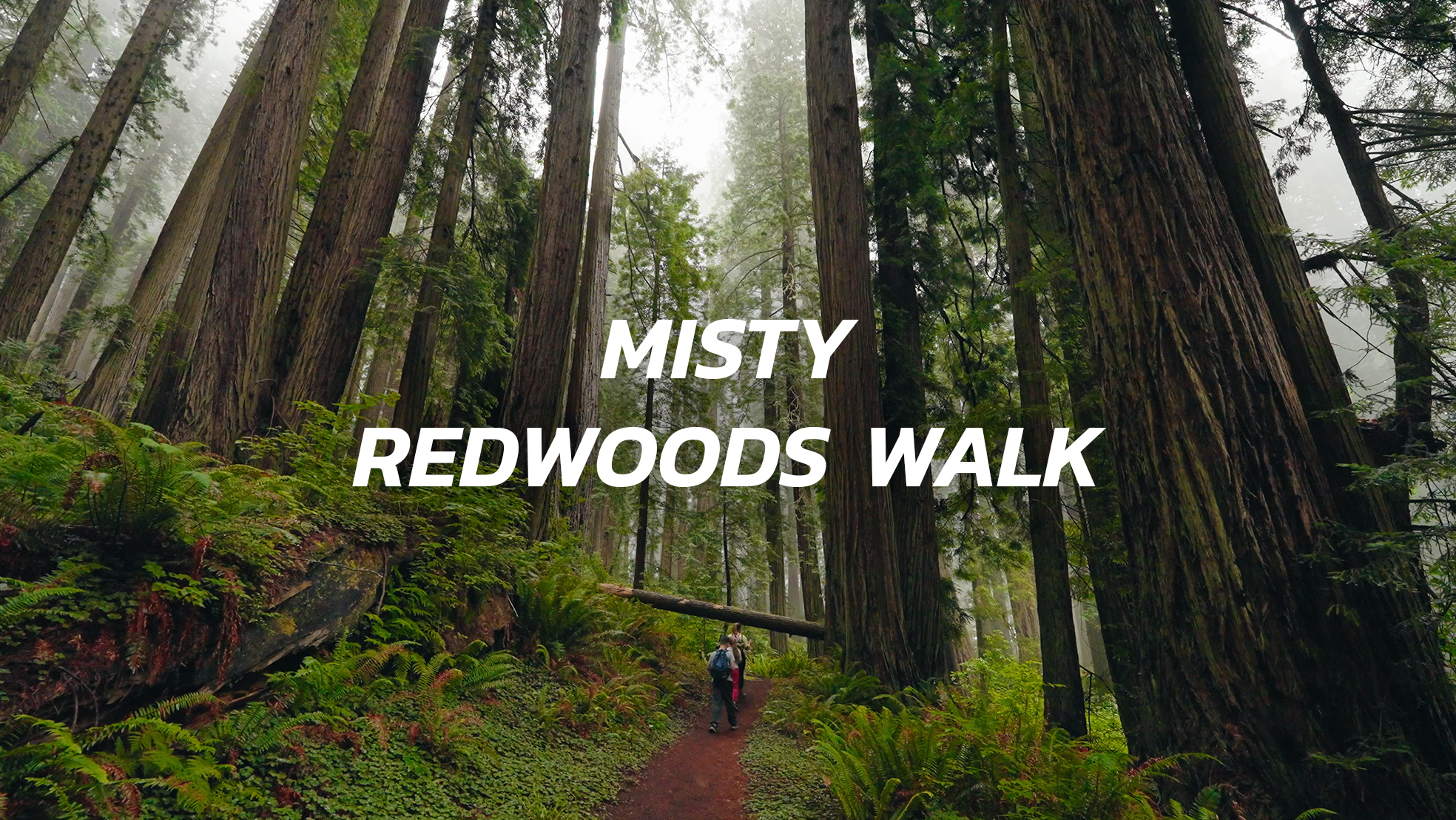 Misty Redwoods Walk | Stock Footage | Story Loop