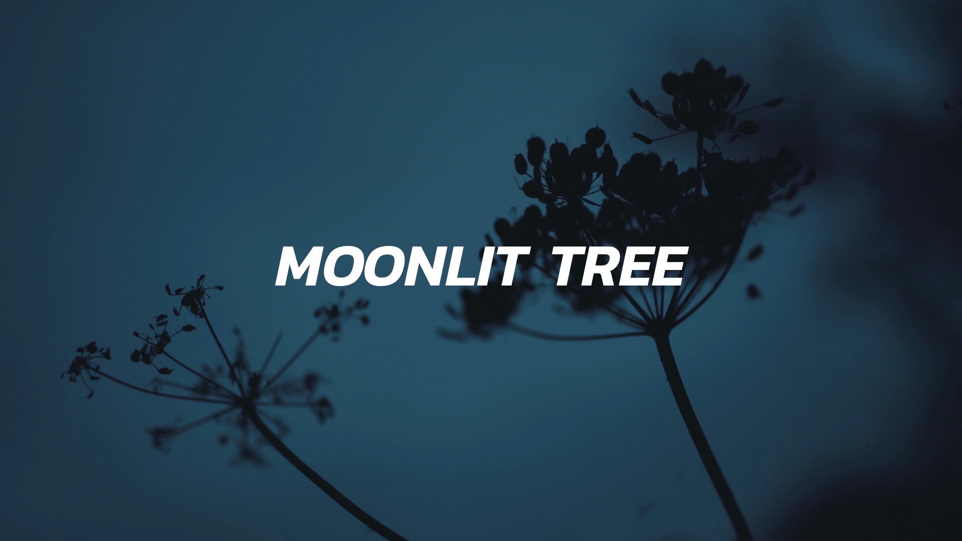 Moonlit Tree | Stock Footage | Story Loop