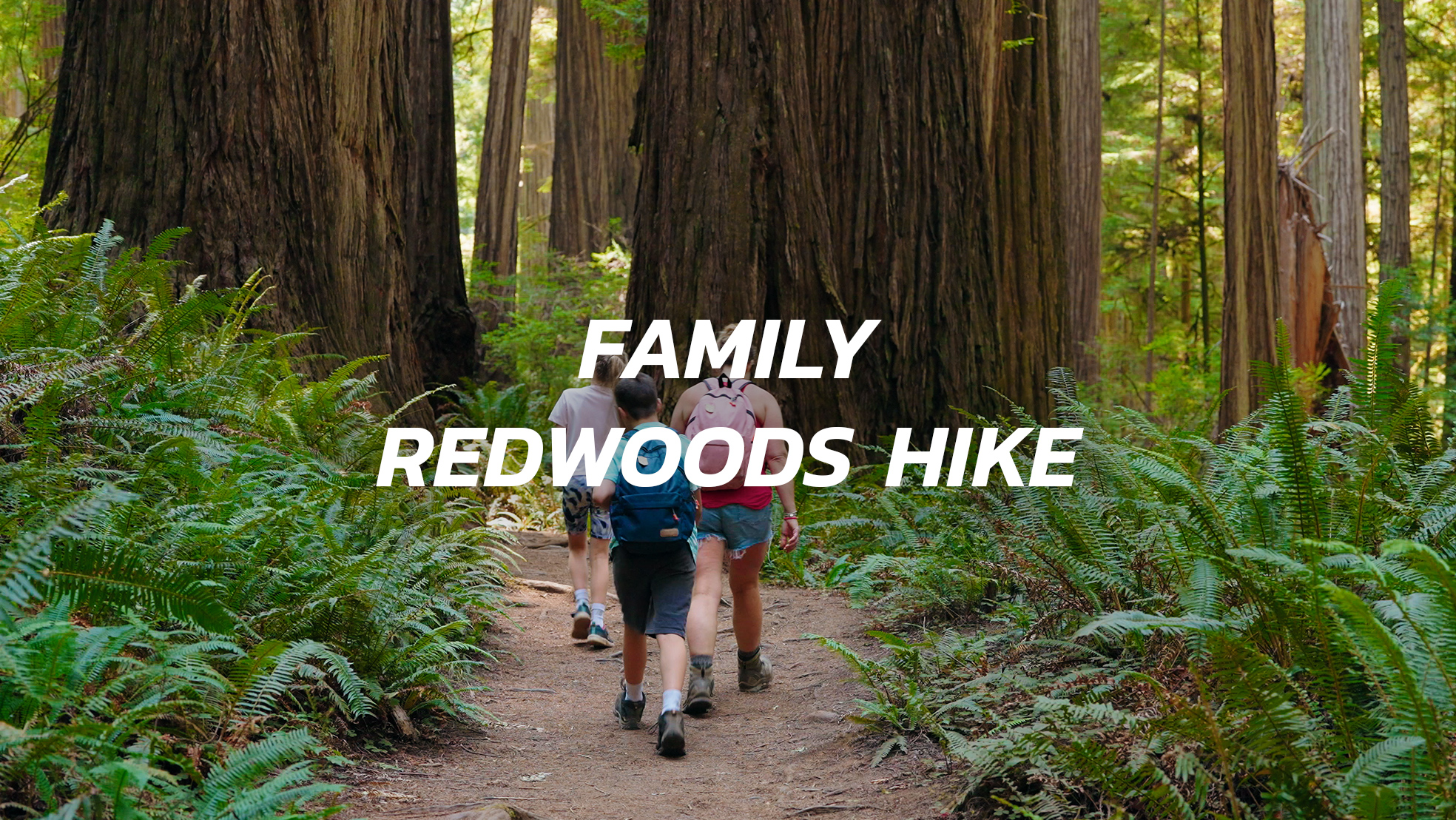 Family Redwoods Hike | Stock Footage | Story Loop